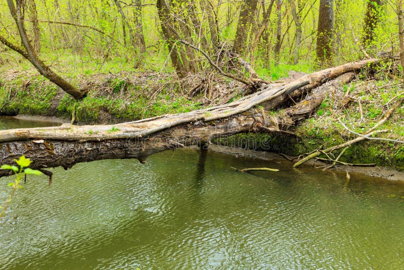 Fallen Tree Trunk As Bridge Over a River in Green Forest Stock Image ...