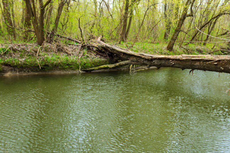 Fallen Tree Trunk As a Bridge Over River in Green Forest Stock Image ...