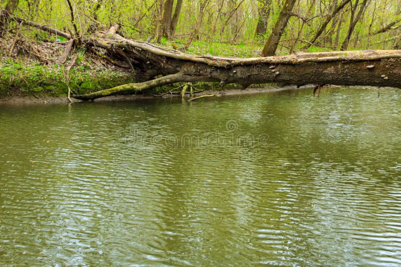 Fallen Tree Trunk As Bridge Over a River in Green Forest Stock Photo ...