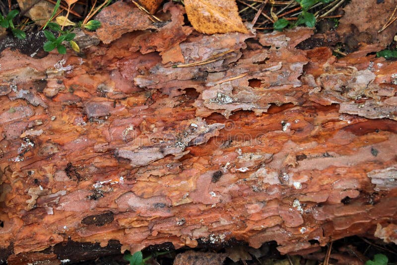 Fallen Tree Trunk. the Bark of the Tree is Damaged by Larvae and ...