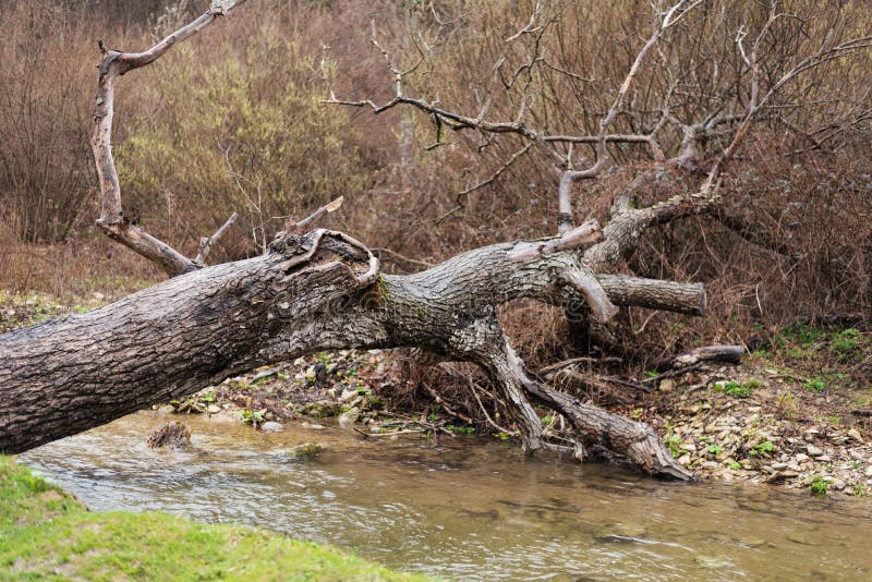 Fallen Tree Trunk Bridging a Forest River Waterfall Stock Photo - Image ...