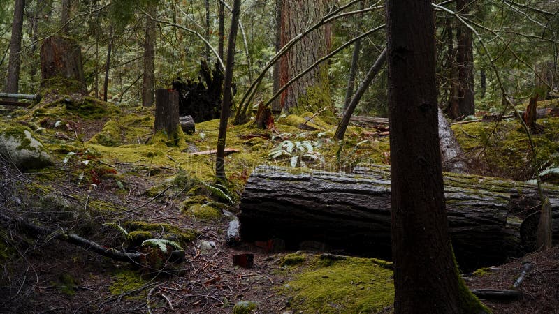 Fallen Tree Trunk Covered Moss Pacific Northwest Rainforest Stock ...