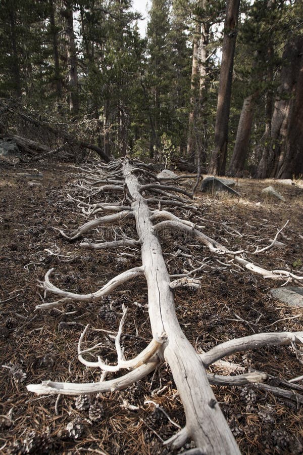 Fallen Tree Trunk Decomposing on the Ground Stock Photo - Image of ...