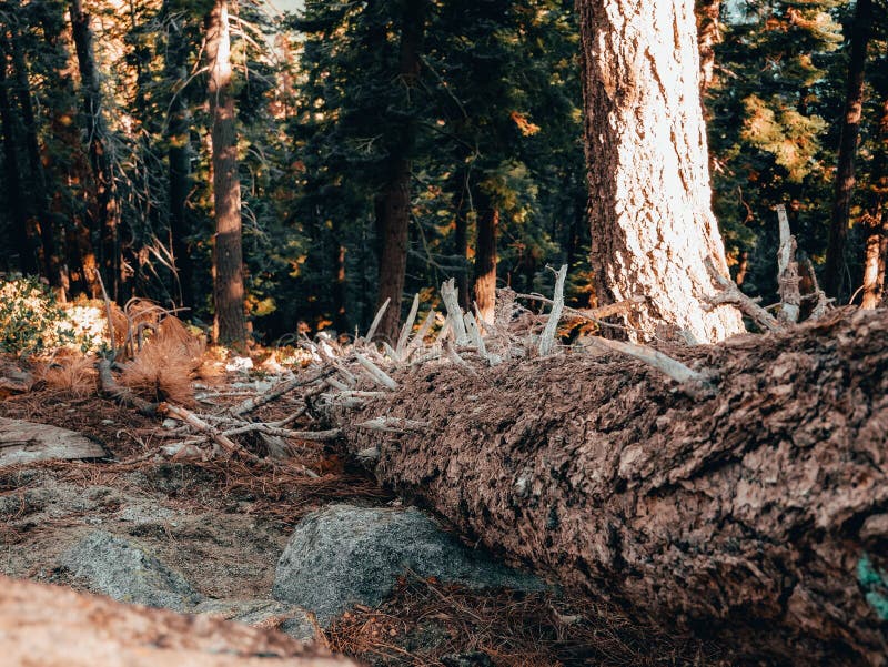 Fallen Tree Trunk in a Dense Forest Captured in Autumn Stock Photo ...