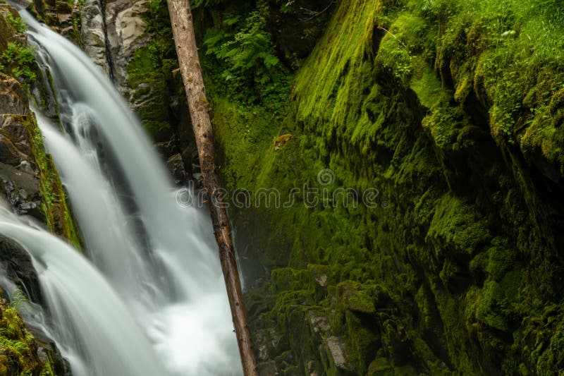 Fallen Tree Trunk Divides the Sol Duc Falls and the Tall Moss Covered ...