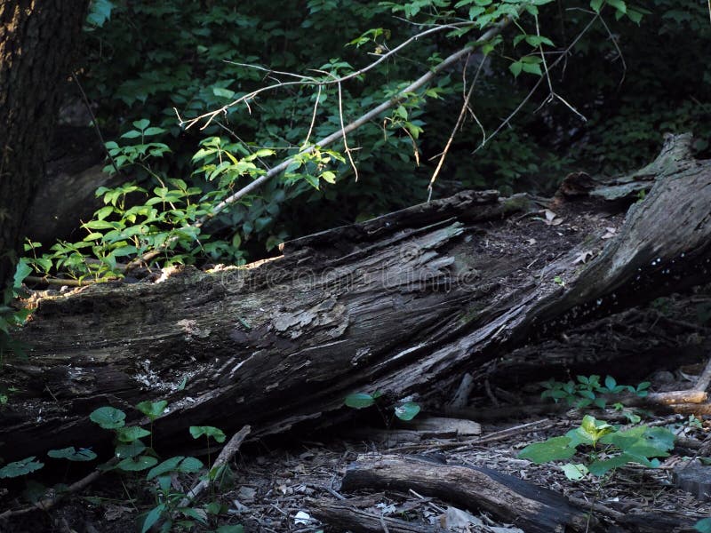 Fallen Tree Trunk in the Forest that is Already Decaying Stock Photo ...