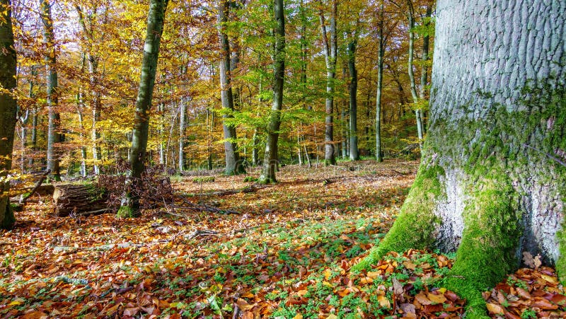 Fallen Tree Trunk in Forest during Autumn Season Stock Image - Image of ...