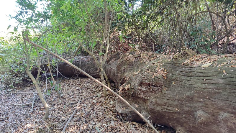 Fallen tree trunk stock image. Image of shrubland, subshrub - 328582451