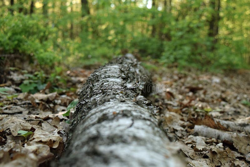 A Fallen Tree Trunk in the Forest Stock Image - Image of scenery ...