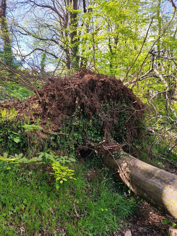 Fallen Tree Trunk Forest Slope Spring Storm Stock Photos - Free ...