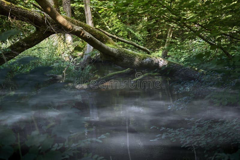 Fallen Tree Trunk Forming Bridge Over Misty Creek in Forest Stock Image ...