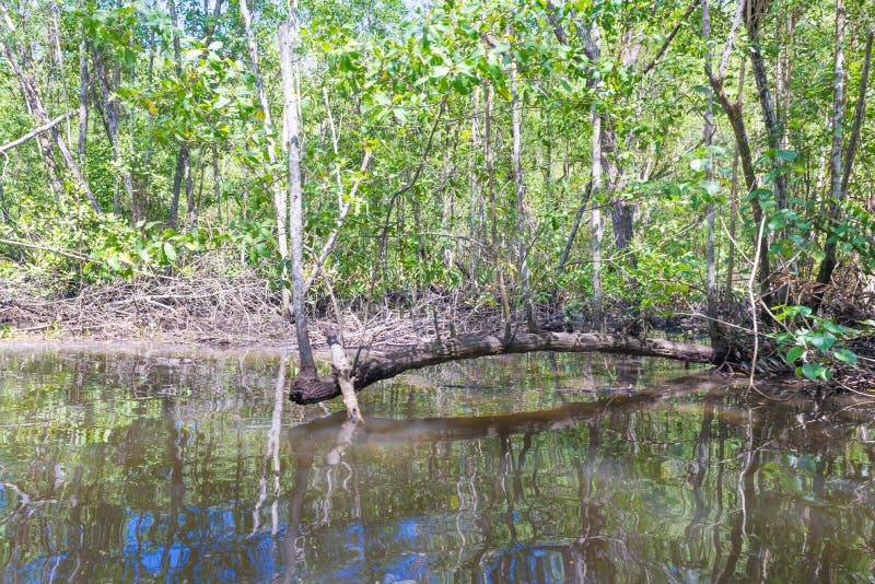 Fallen Tree Trunk Inside Mangroves in Nature Stock Photo - Image of ...
