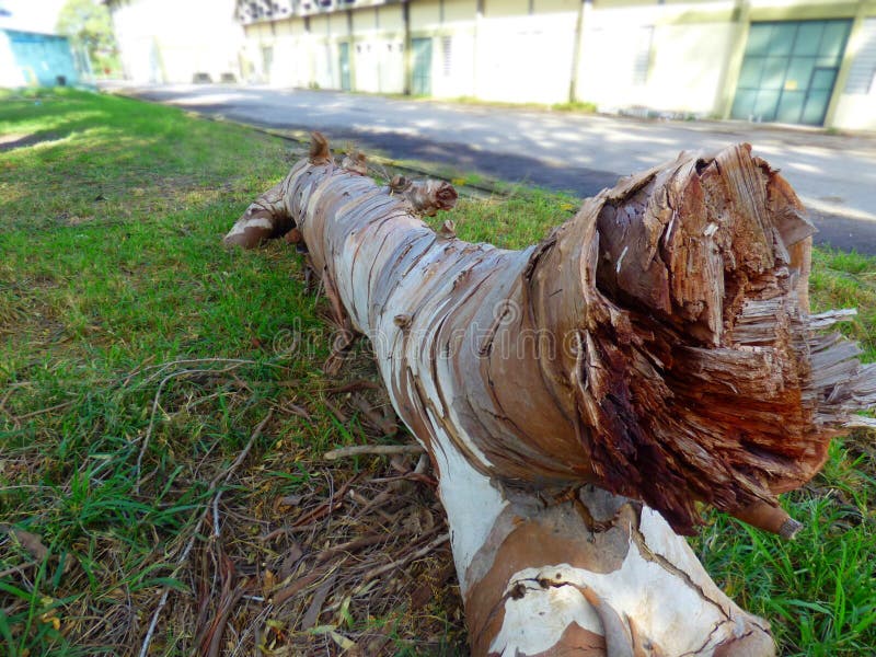 Fallen tree stock photo. Image of rural, ware, wood, floor - 97257692