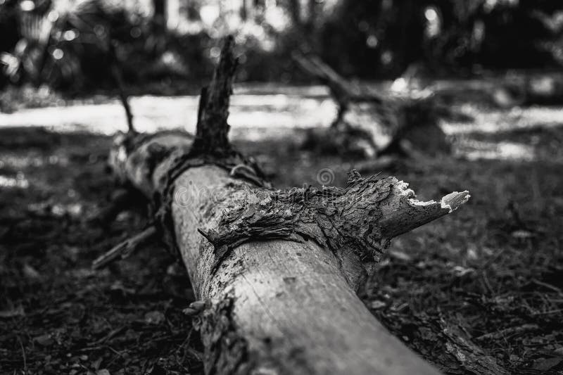 A Log with Dead Limbs Sits in the Middle of a Forest Stock Photo ...