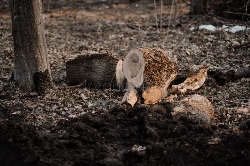 Fallen Tree Trunk and Log Pieces on Forest Ground Stock Image - Image ...