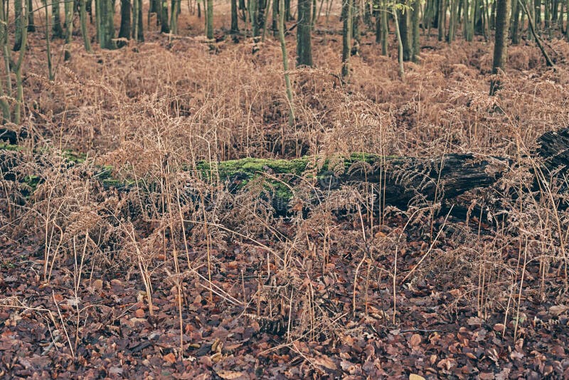Fallen Tree Trunk Lying between Dead Ferns in Autumn Forest. Stock ...
