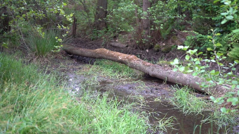 Fallen Tree Trunk Lying in a Summer Swamp in the Forest. Wildlife and ...
