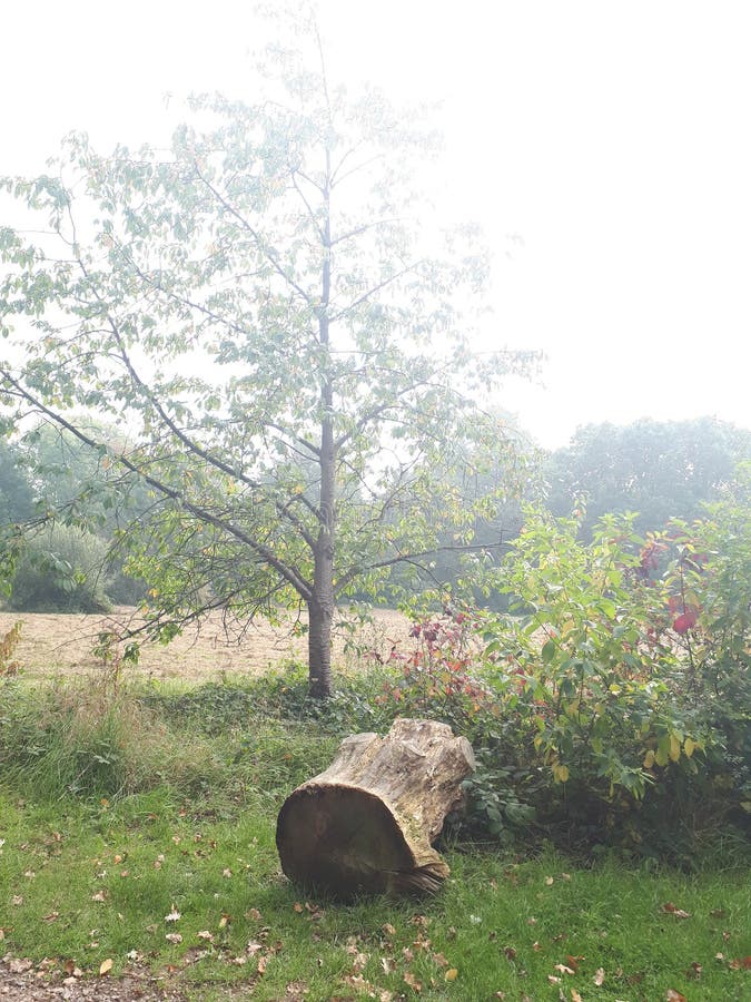 Fallen Tree Trunk stock image. Image of trunk, trees - 139876055