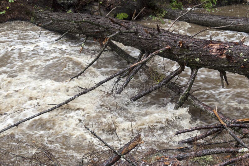 Fallen trunk over river stock photo. Image of branches - 126788974