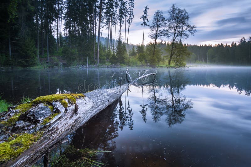 Fallen Tree Trunk Overgrown with Moss Reflecting in Water Surface ...