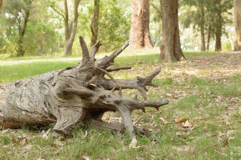 Fallen Tree Trunk in the Park, Montevideo Uruguay Stock Photo - Image ...