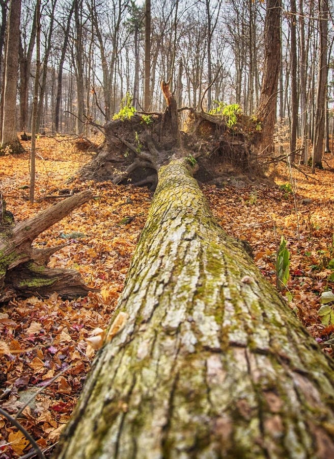 Fallen Tree Trunk and Roots Stock Image - Image of bark, woods: 203613569