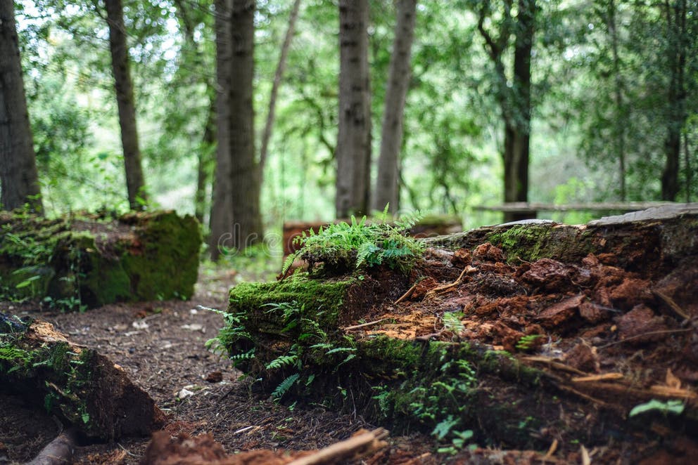 Fallen Tree Trunk Rotting and Covered with Moss Stock Photo - Image of ...