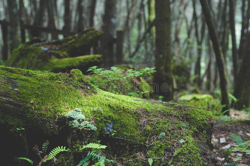Fallen Tree Trunk Rotting and Covered with Moss Stock Photo - Image of ...
