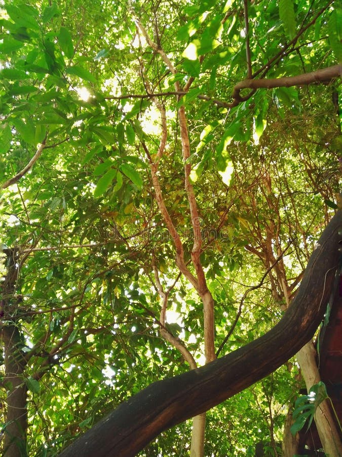 Fallen Tree Trunk in a Secondary Tropical Forest Stock Image - Image of ...