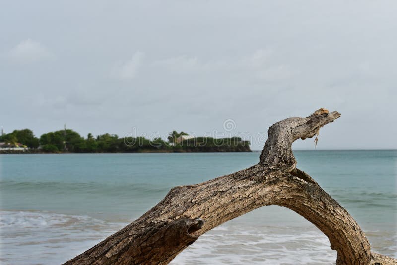 Fallen Tree Trunk on the Shore of the Beach Stock Image - Image of ...
