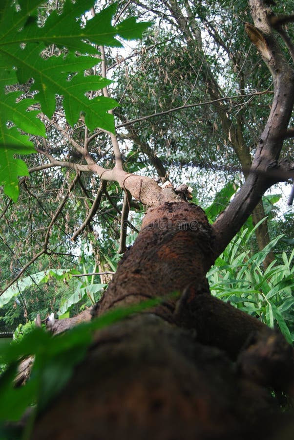 A Fallen Tree Trunk but Still Intact Stuck Stock Photo - Image of ...
