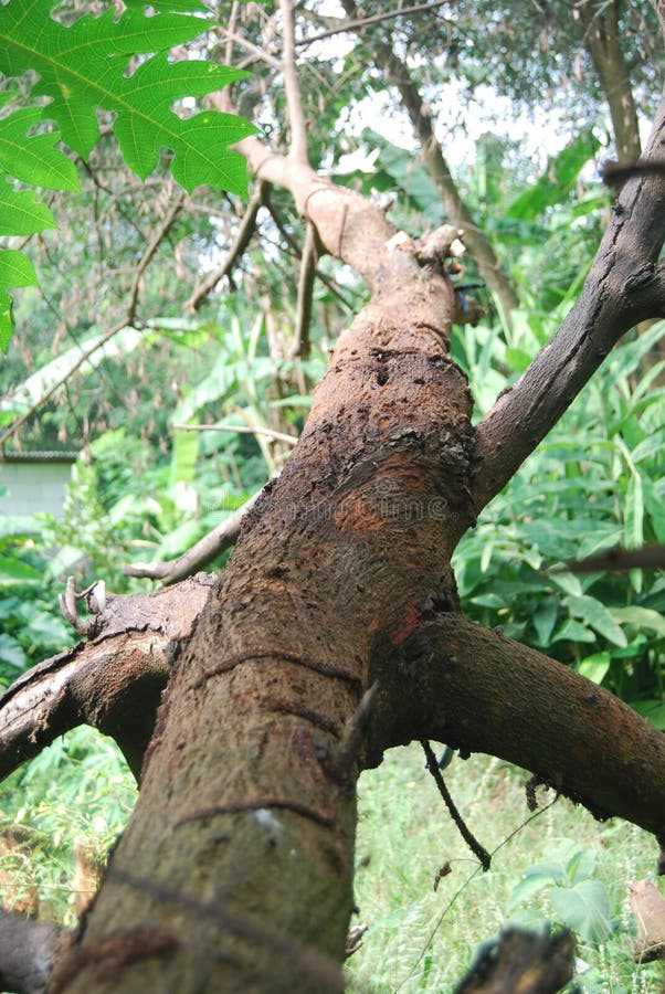 A Fallen Tree Trunk but Still Intact Stuck in the Garden Stock Photo ...