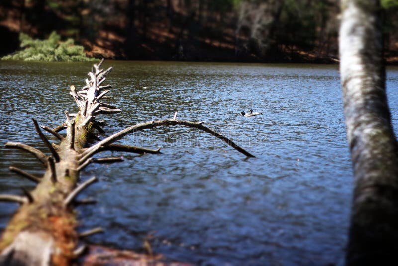 Fallen Tree Trunk stock photo. Image of water, early - 43182358