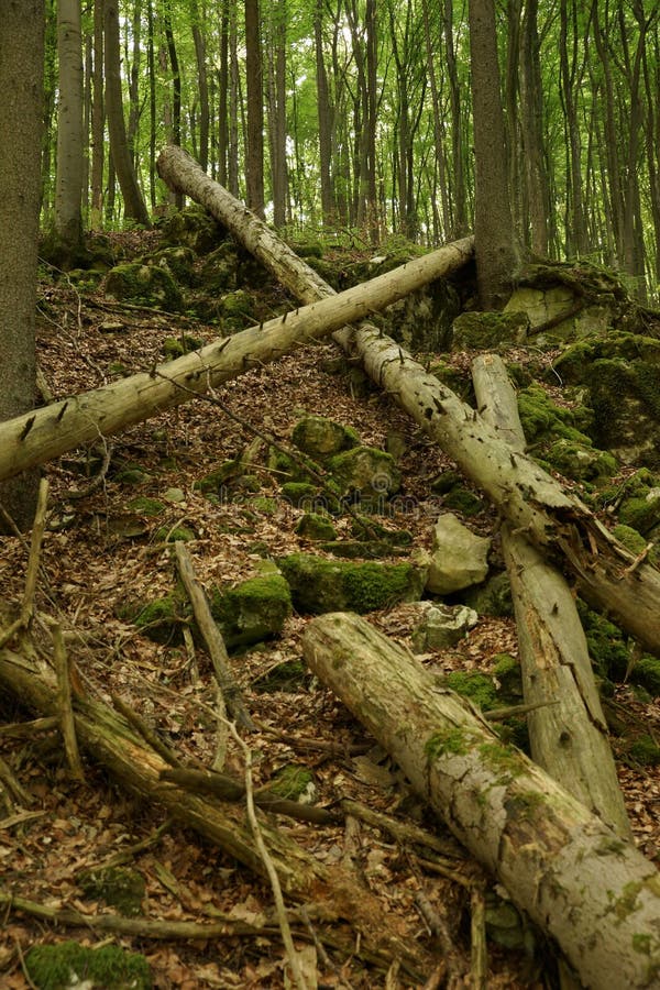 Fallen Tree Trunks Building Crossing Each Other Stock Image - Image of ...