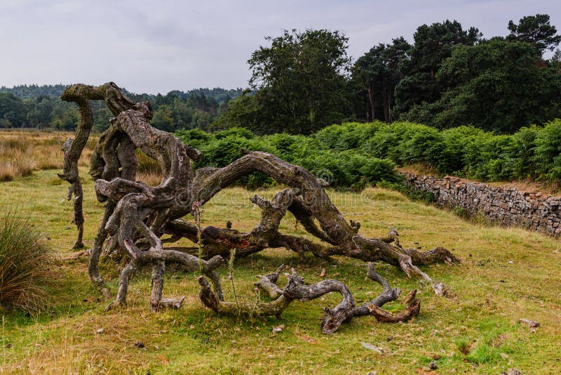 Fallen Tree Trunks. Dead Trees. Stock Photo - Image of wilderness ...