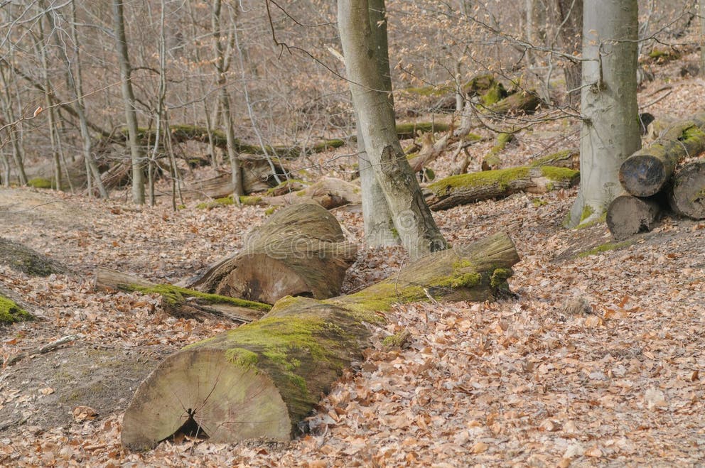 Fallen Trees in the Forest. Stock Photo - Image of wood, trees: 275080258