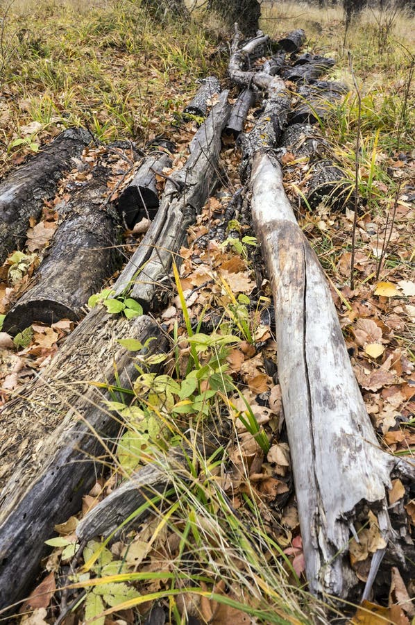 Fallen Tree Trunks in the Forest Stock Image - Image of texture ...