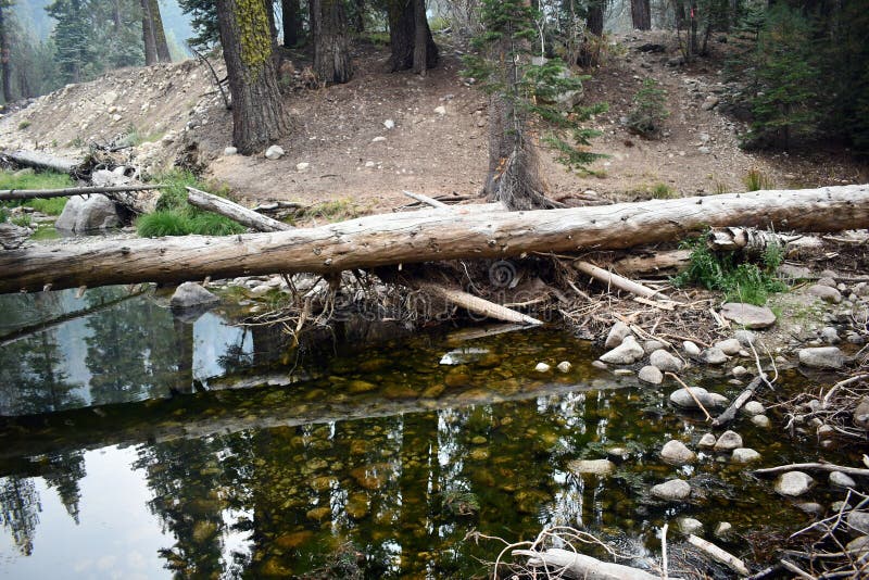 Fallen Tree Trunks and the Shallow Water Stock Image - Image of water ...