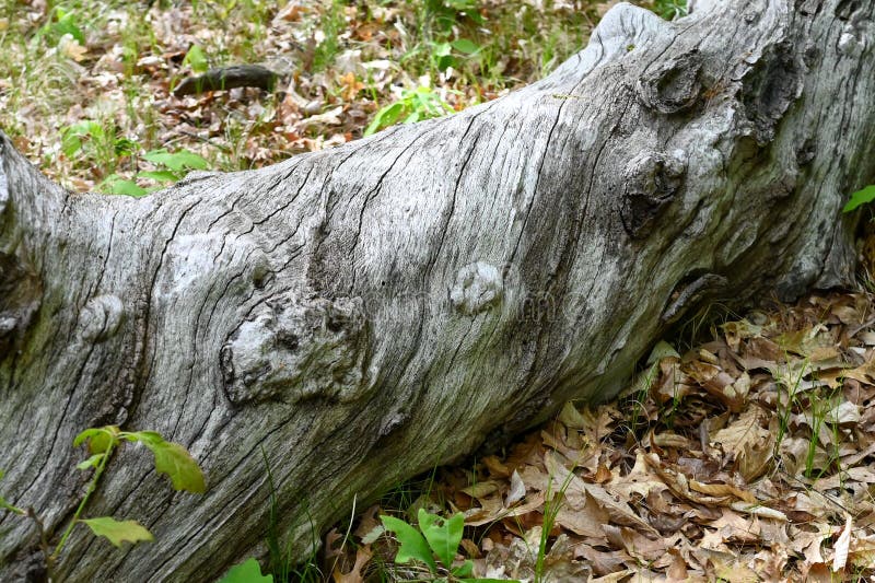 Fallen Tree with Twisted Bark Stock Photo - Image of stump, brown ...
