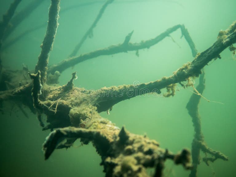 Fallen Tree Underwater in Lake Covered by Algae Stock Image - Image of ...