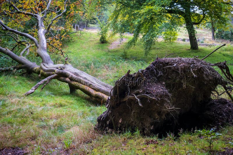 Fallen Tree Uprooted by Strong Woods Stock Image - Image of broken ...