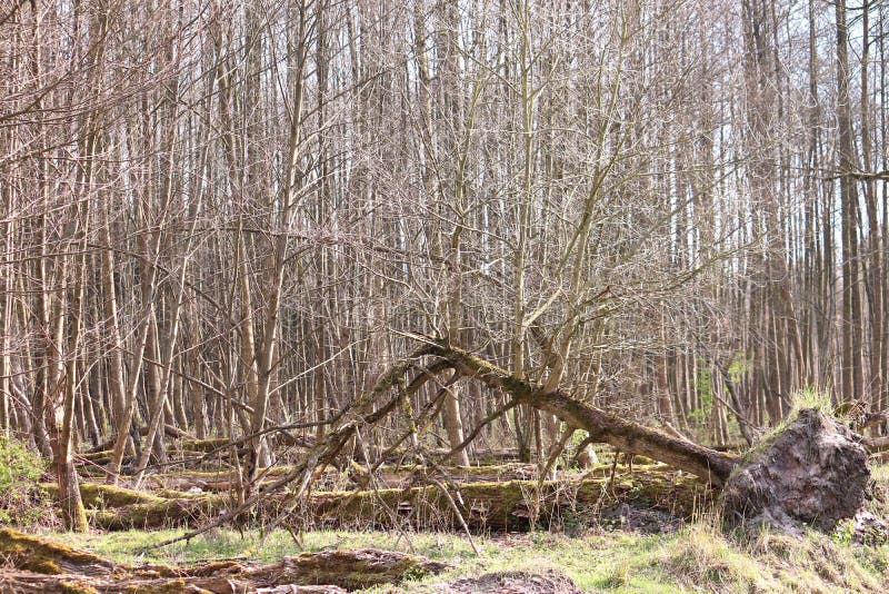 A Fallen Tree in a Reed Field on the Shore of Lake DÄ…bskie Stock Photo ...