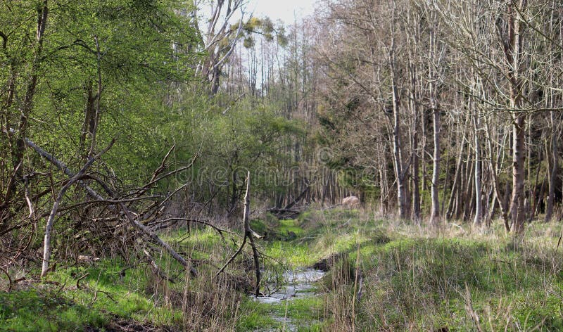 A Fallen Tree in a Reed Field on the Shore of Lake DÄ…bskie Stock Photo ...