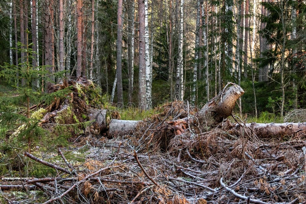 Fallen Tree after a Violent Storm in Sweden Stock Image - Image of ...
