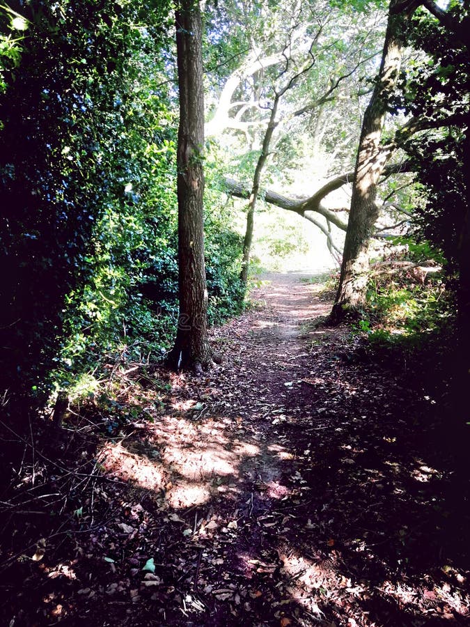 Fallen tree stock photo. Image of fields, fallen, colours - 135686404