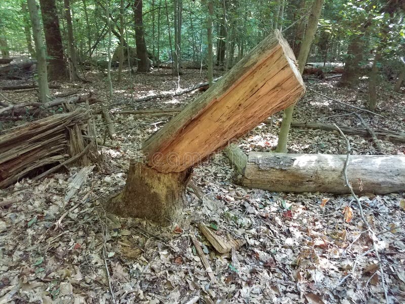 Fallen Tree that Was Cut in the Forest Stock Photo - Image of fallen ...