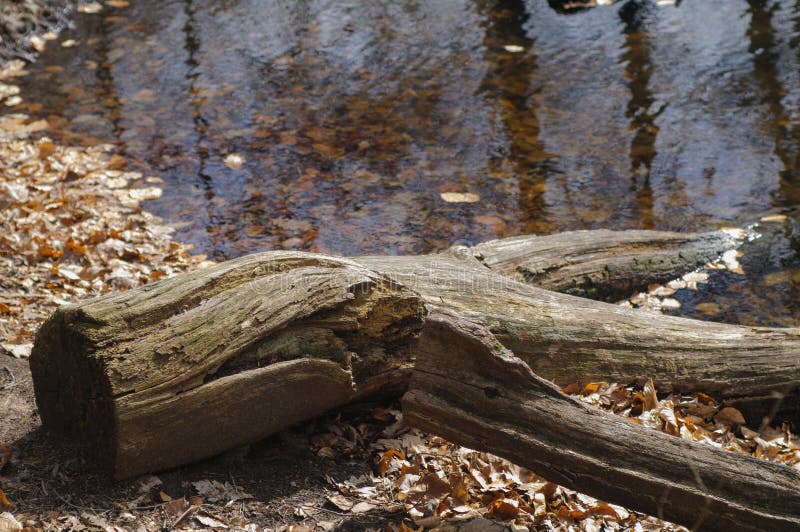Fallen tree in the water. stock photo. Image of leaf - 274887930