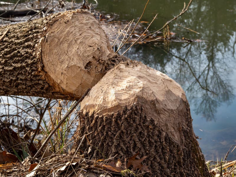 A Fallen Tree by the Water with Beaver Teeth Marks through the Trunk ...