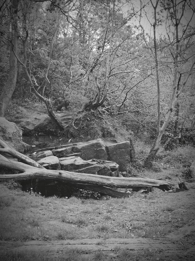 Fallen tree waterfall stock photo. Image of waterfall - 277767394