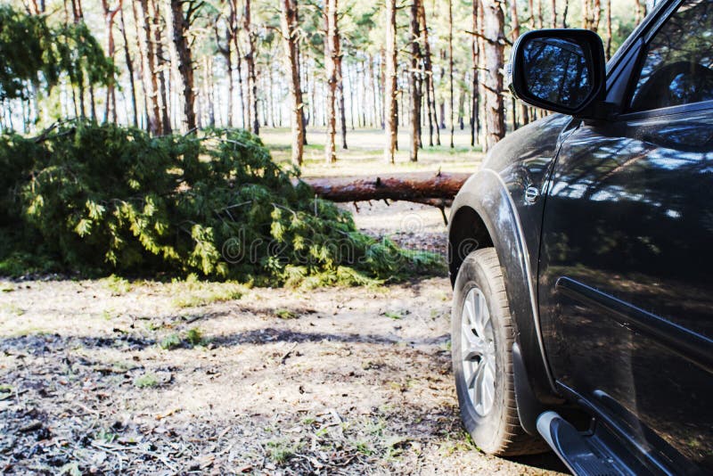 Fallen Tree on the Way a Big Black Car in the Woods Stock Photo - Image ...